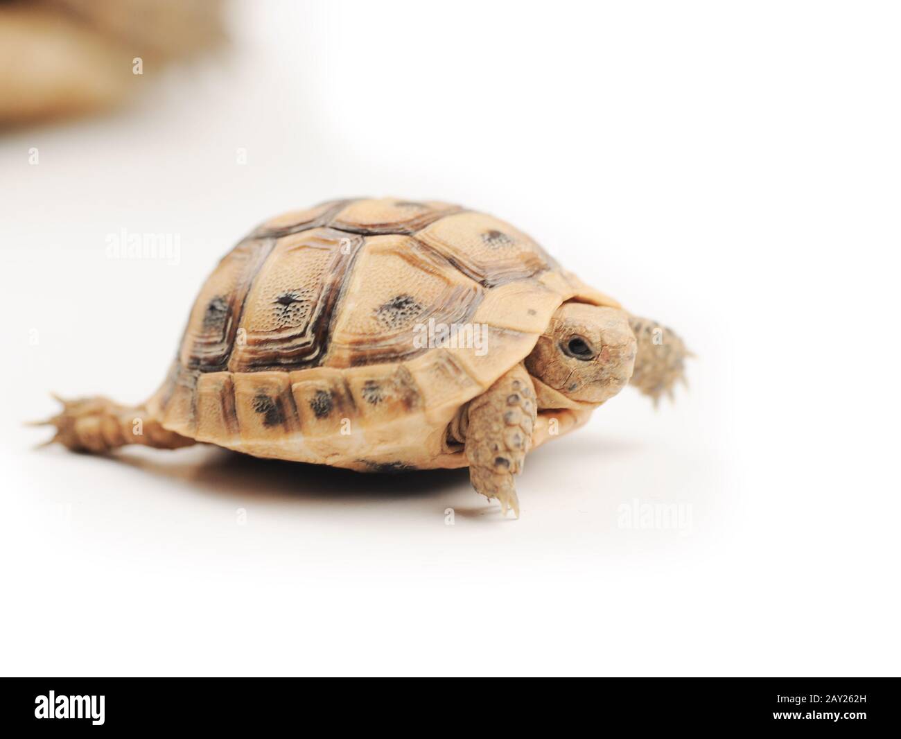 Turtle posing series Stock Photo - Alamy