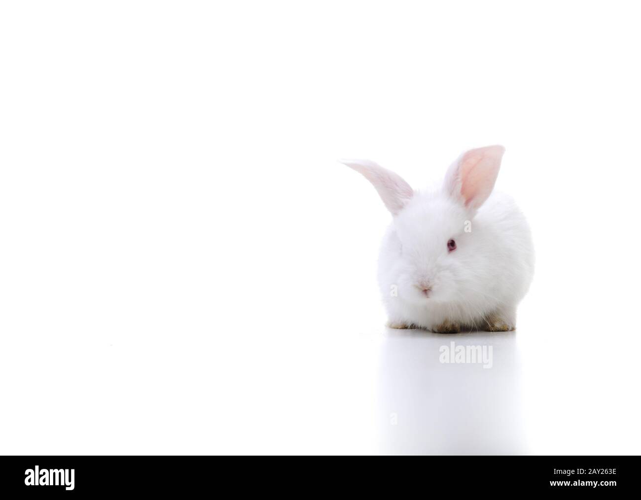 Rabbit lovely animal pet Cut Out Stock Images & Pictures - Alamy