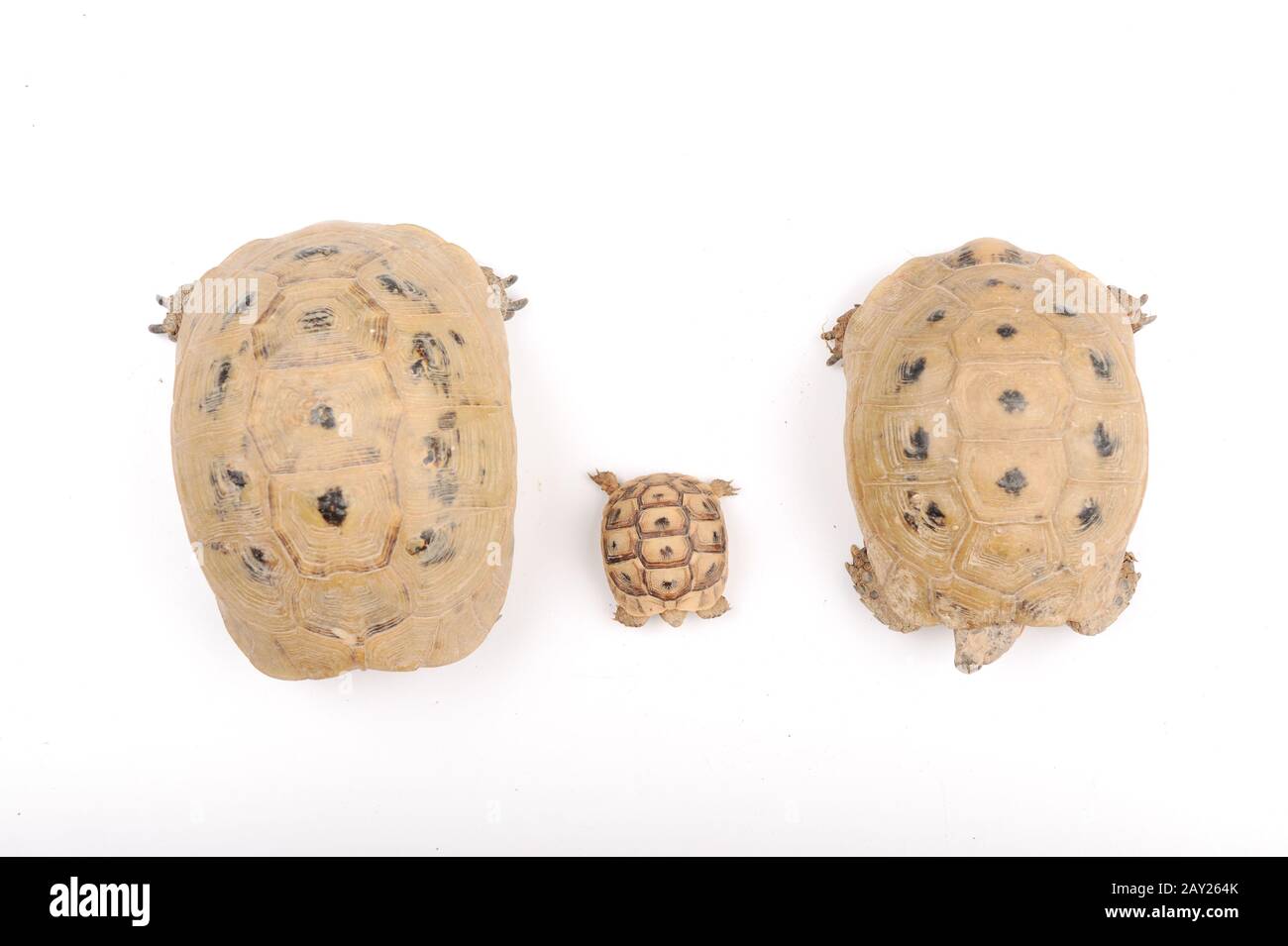 Turtle posing series Stock Photo - Alamy