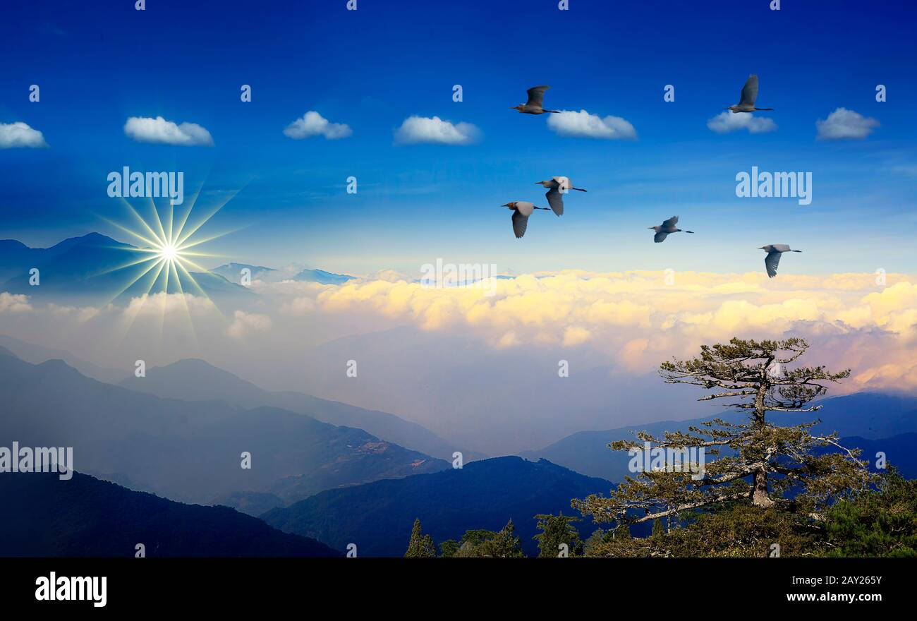 The Foggy morning in the mountains with flying birds over silhouettes ...