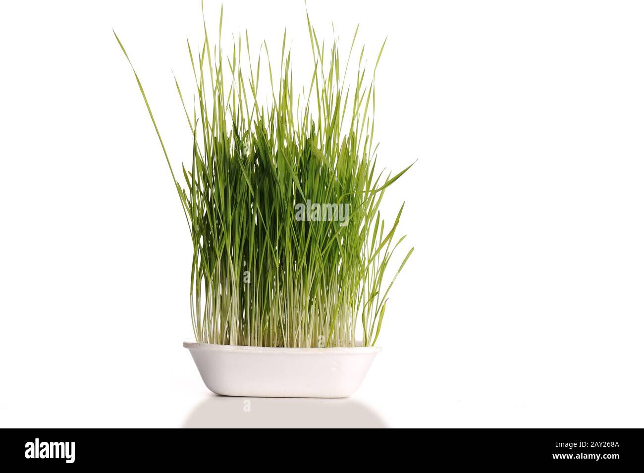 Grass in dish isolated Stock Photo - Alamy