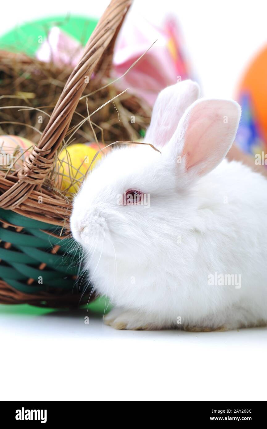 White beautiful rabbit Stock Photo - Alamy