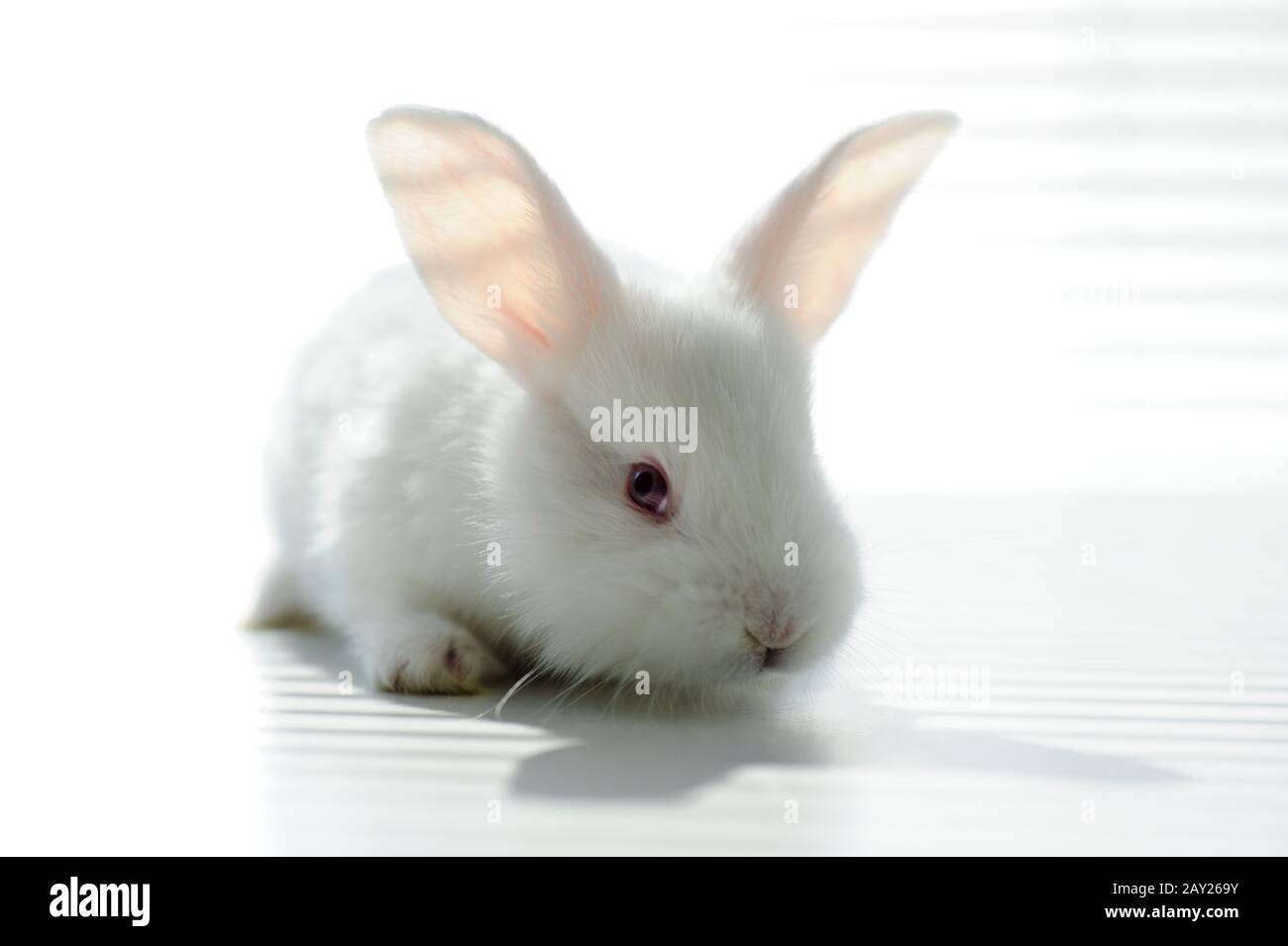 White beautiful rabbit Stock Photo - Alamy