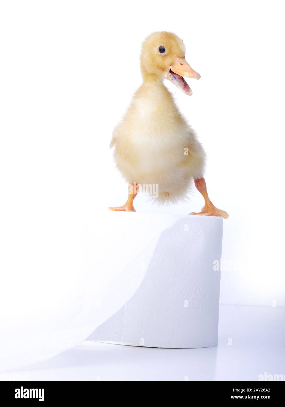 Toilet duck hi-res stock photography and images - Alamy
