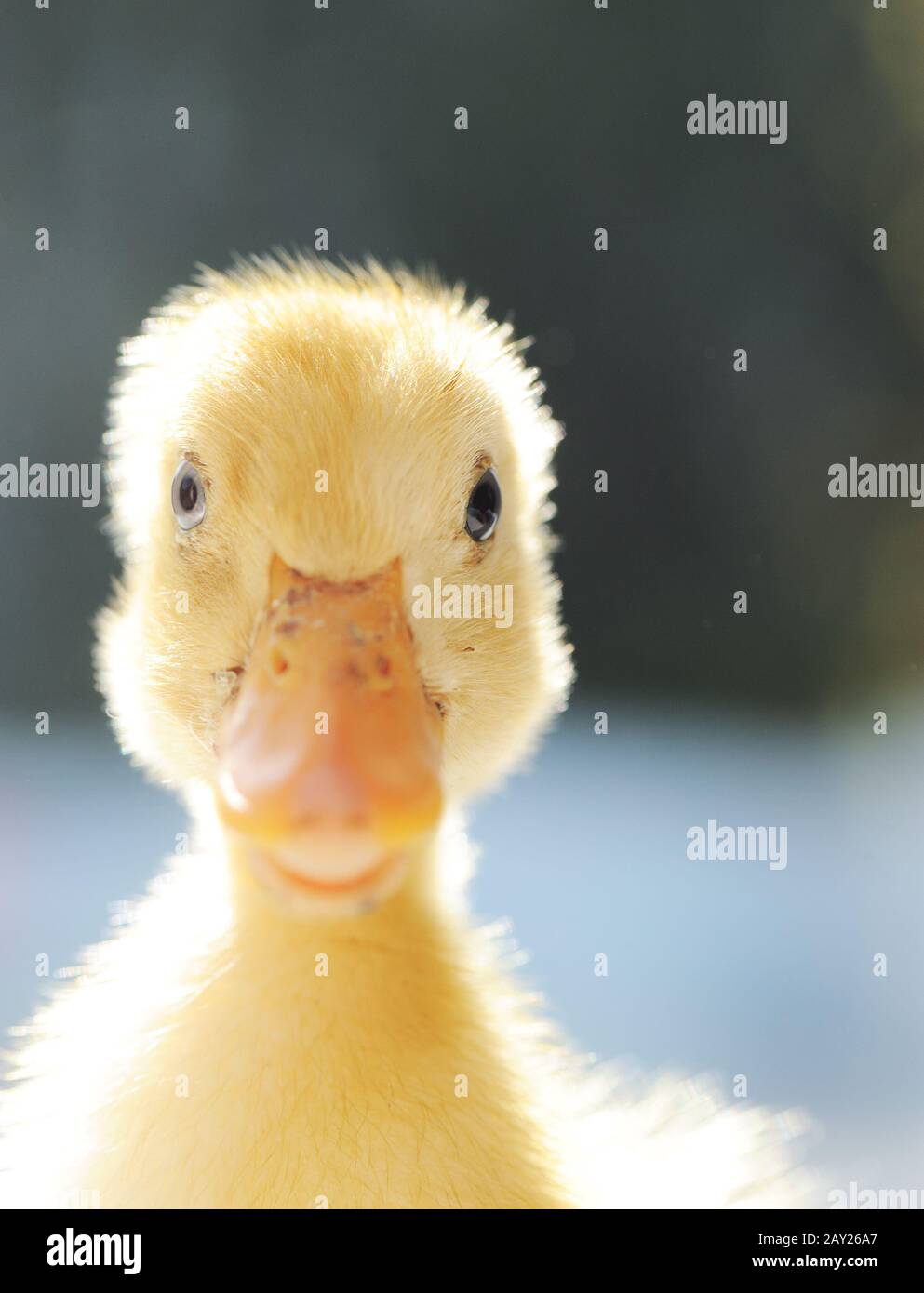 Hairy duck hi-res stock photography and images - Alamy