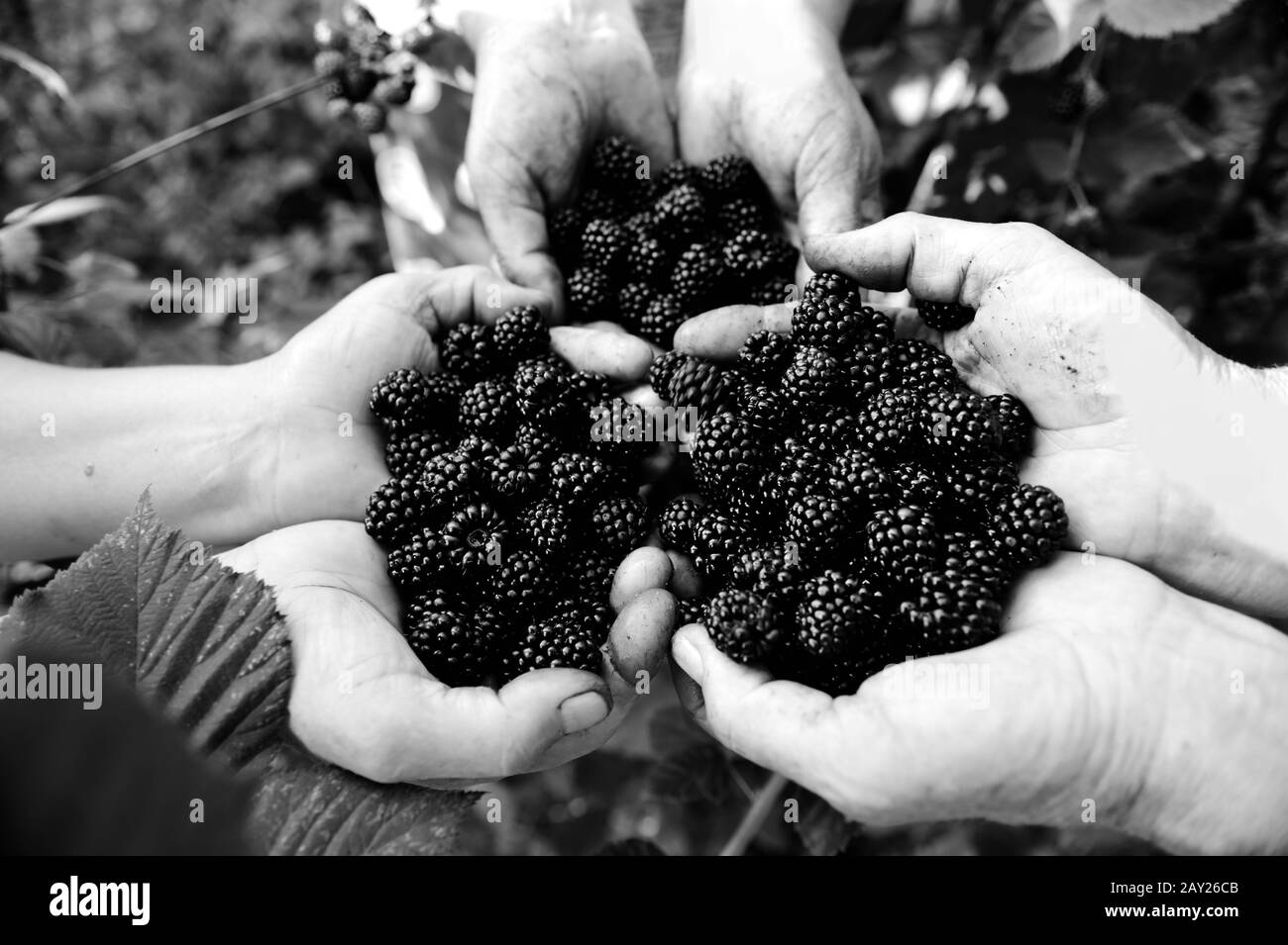 Blackberry harvest collecting Stock Photo - Alamy
