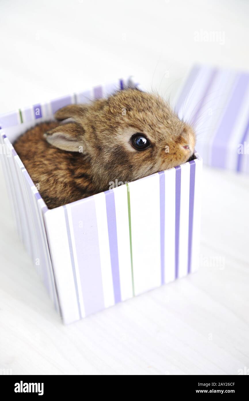 Rabbit cute baby Stock Photo - Alamy