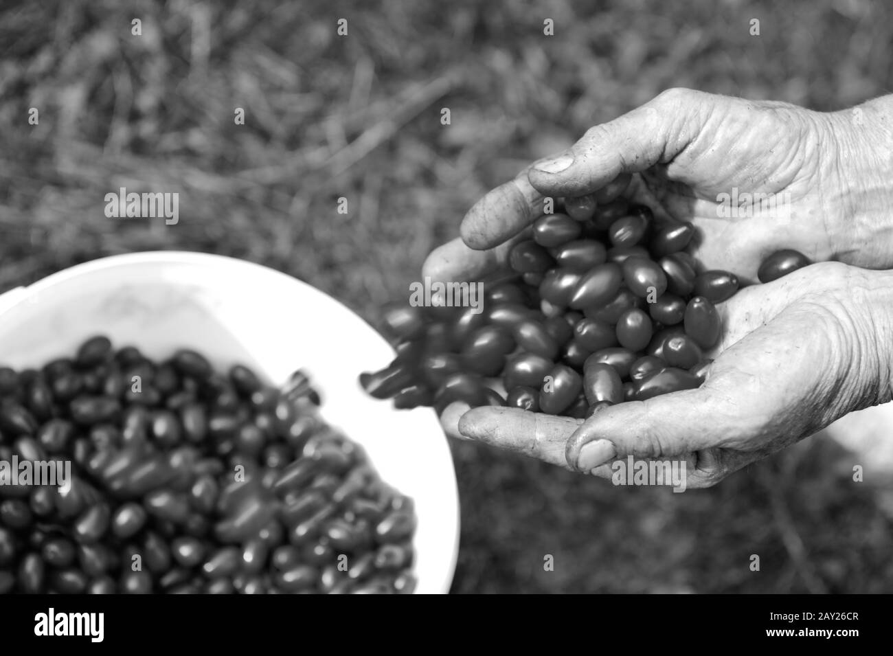 Blackberry harvest Black and White Stock Photos & Images - Alamy