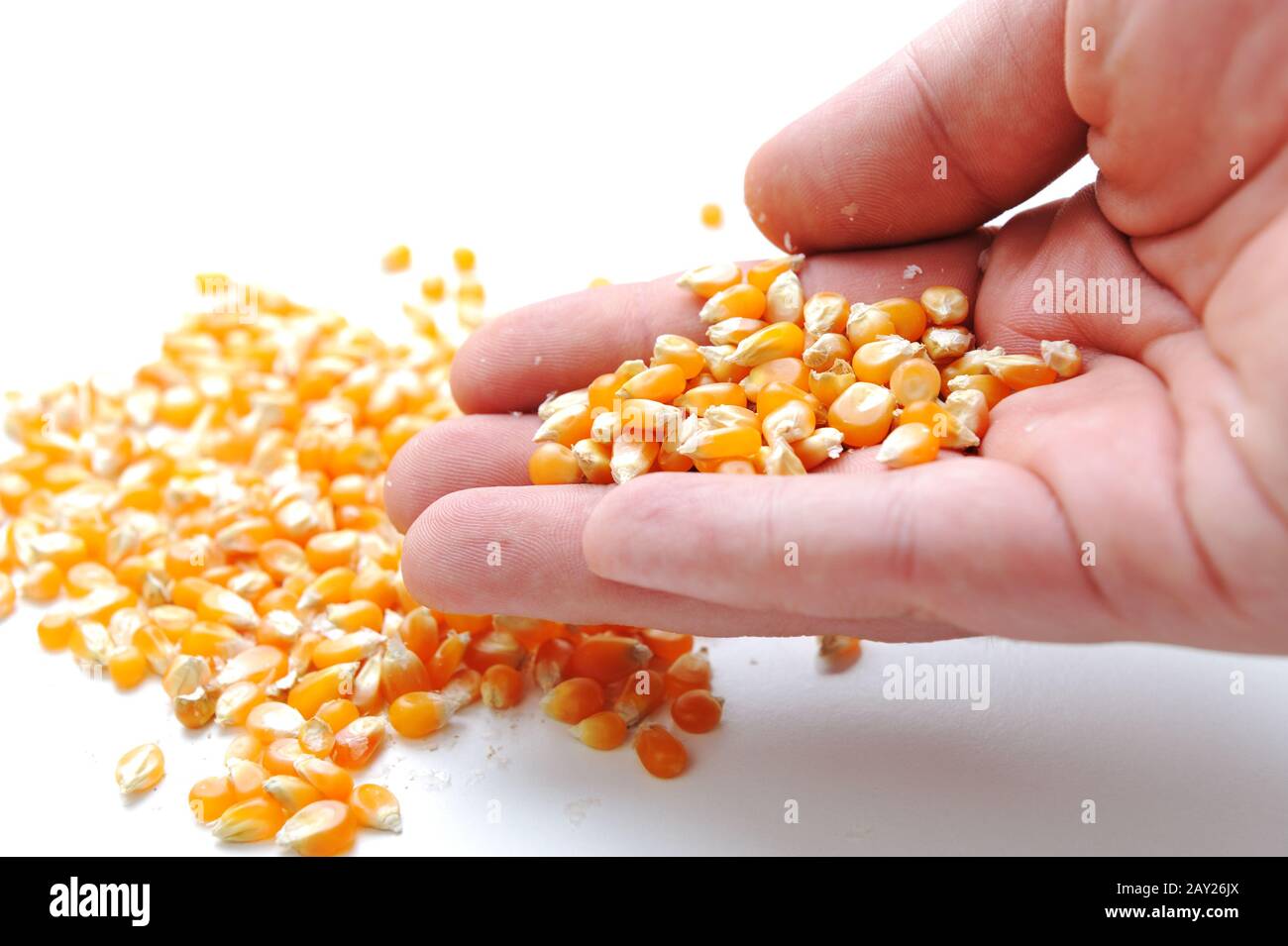 Corn in hand Stock Photo - Alamy