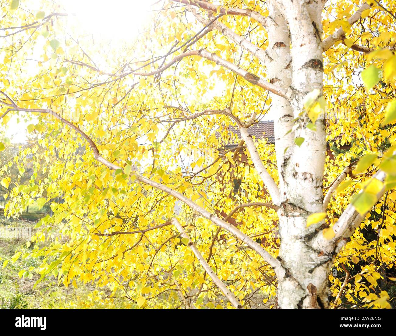 Fall trees and yellow leaves background Stock Photo - Alamy