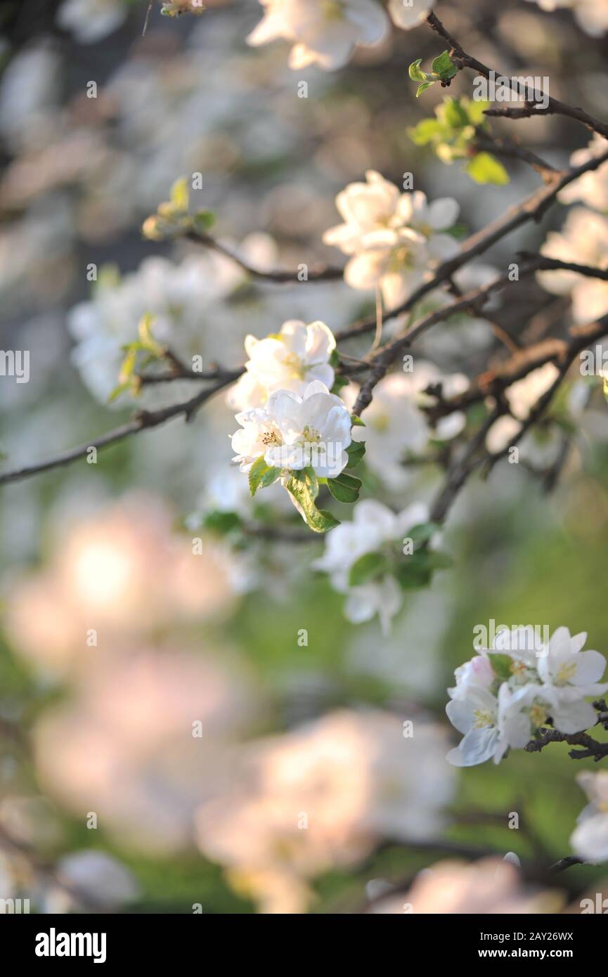 an a beautiful nice background Stock Photo - Alamy