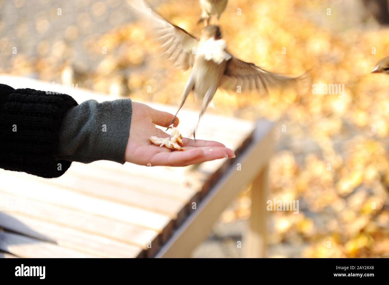 Feeding the birds in park Stock Photo - Alamy