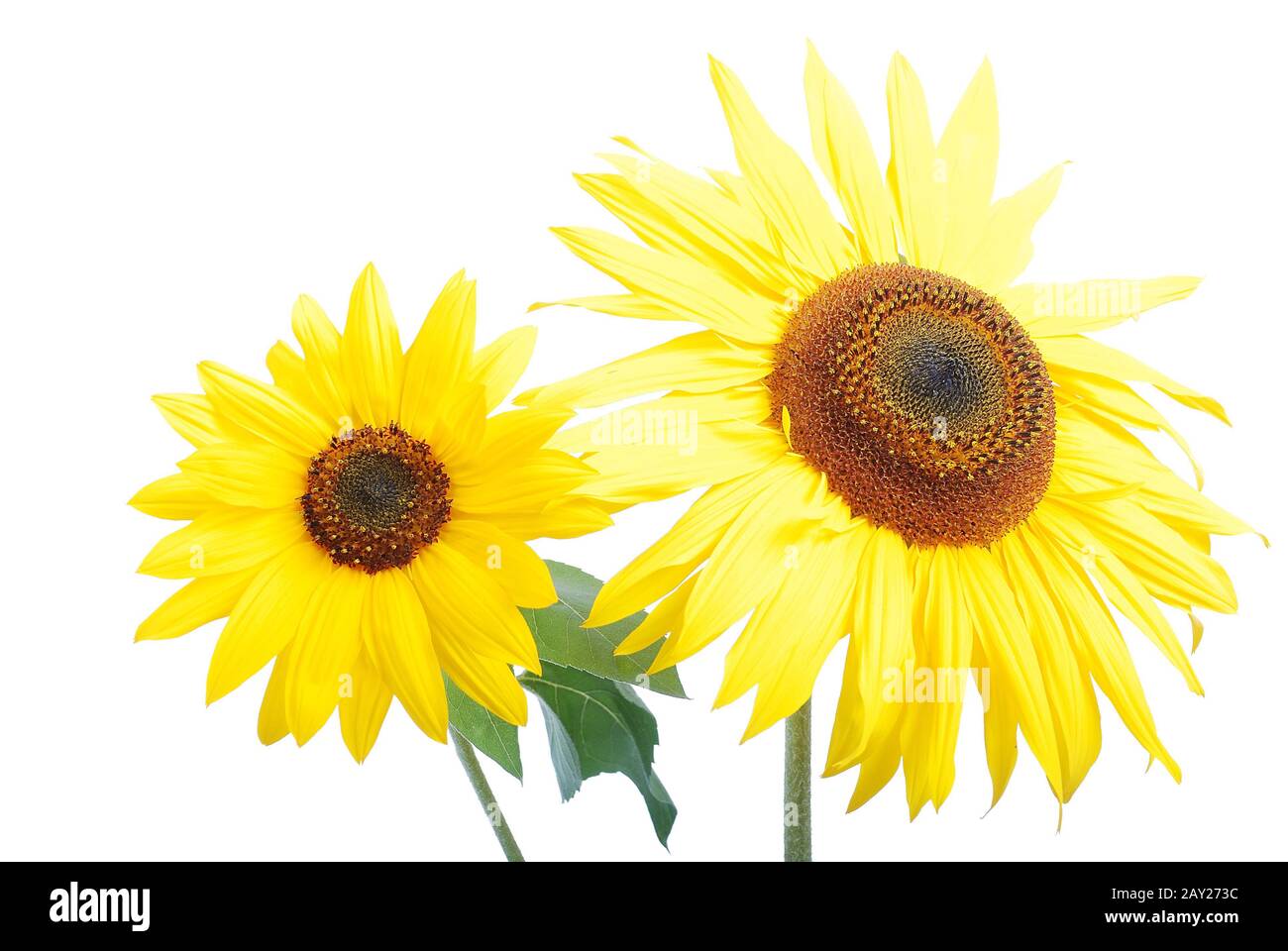 Big yellow bee Cut Out Stock Images & Pictures - Alamy