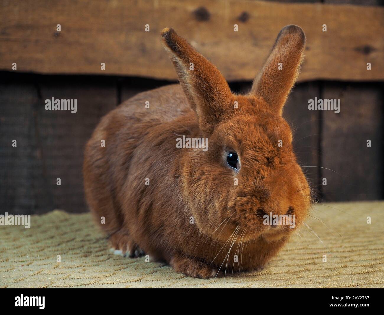 The purebred rabbit is a new Zealand red rabbit. Portrait of an animal ...