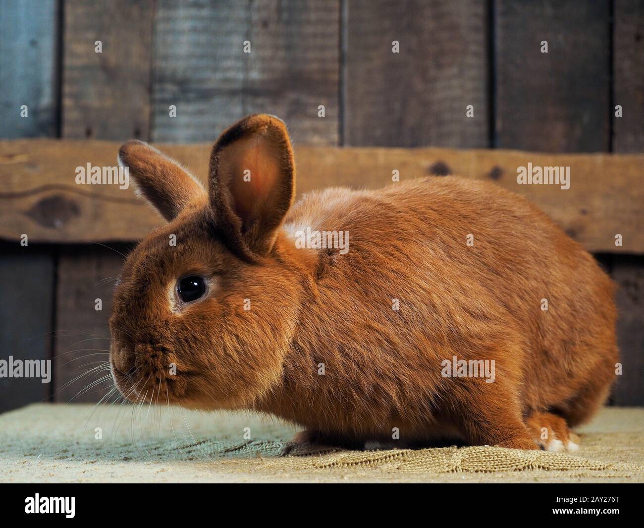 The purebred rabbit is a new Zealand red rabbit. Portrait of an animal ...