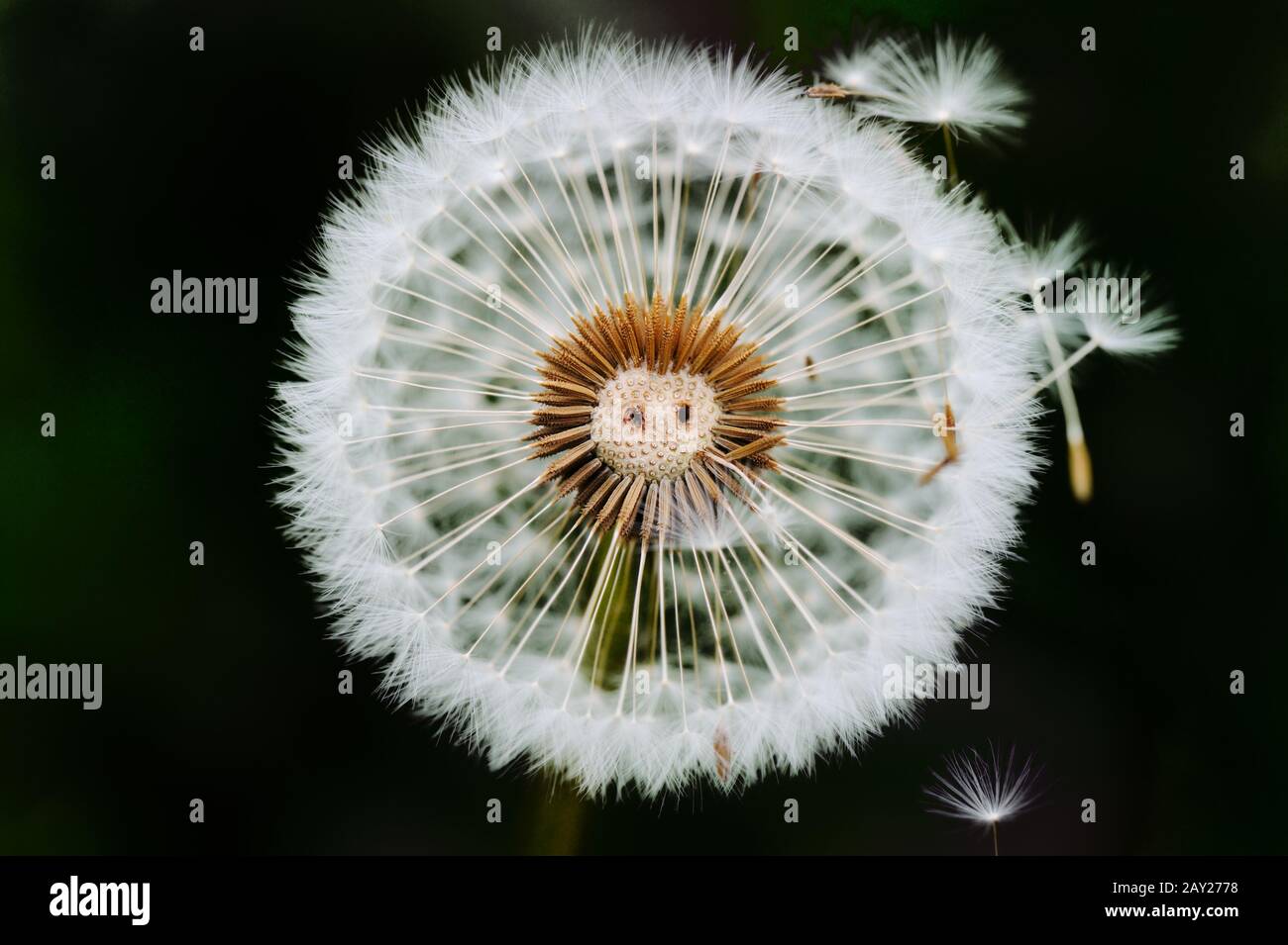Dandelion in dark Stock Photo - Alamy