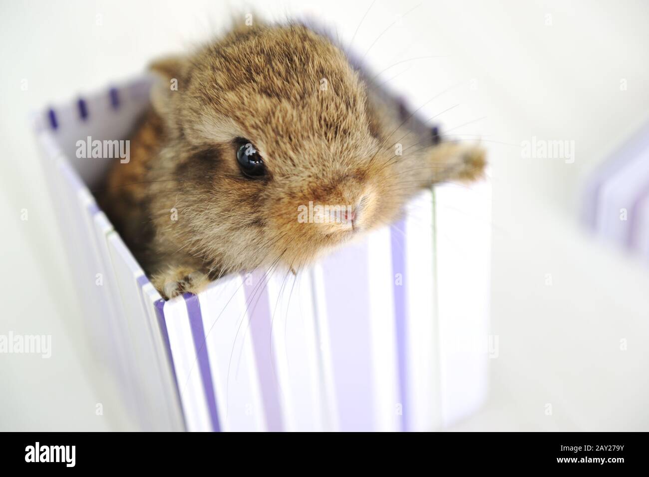 Rabbit cute baby as surprise in box Stock Photo - Alamy