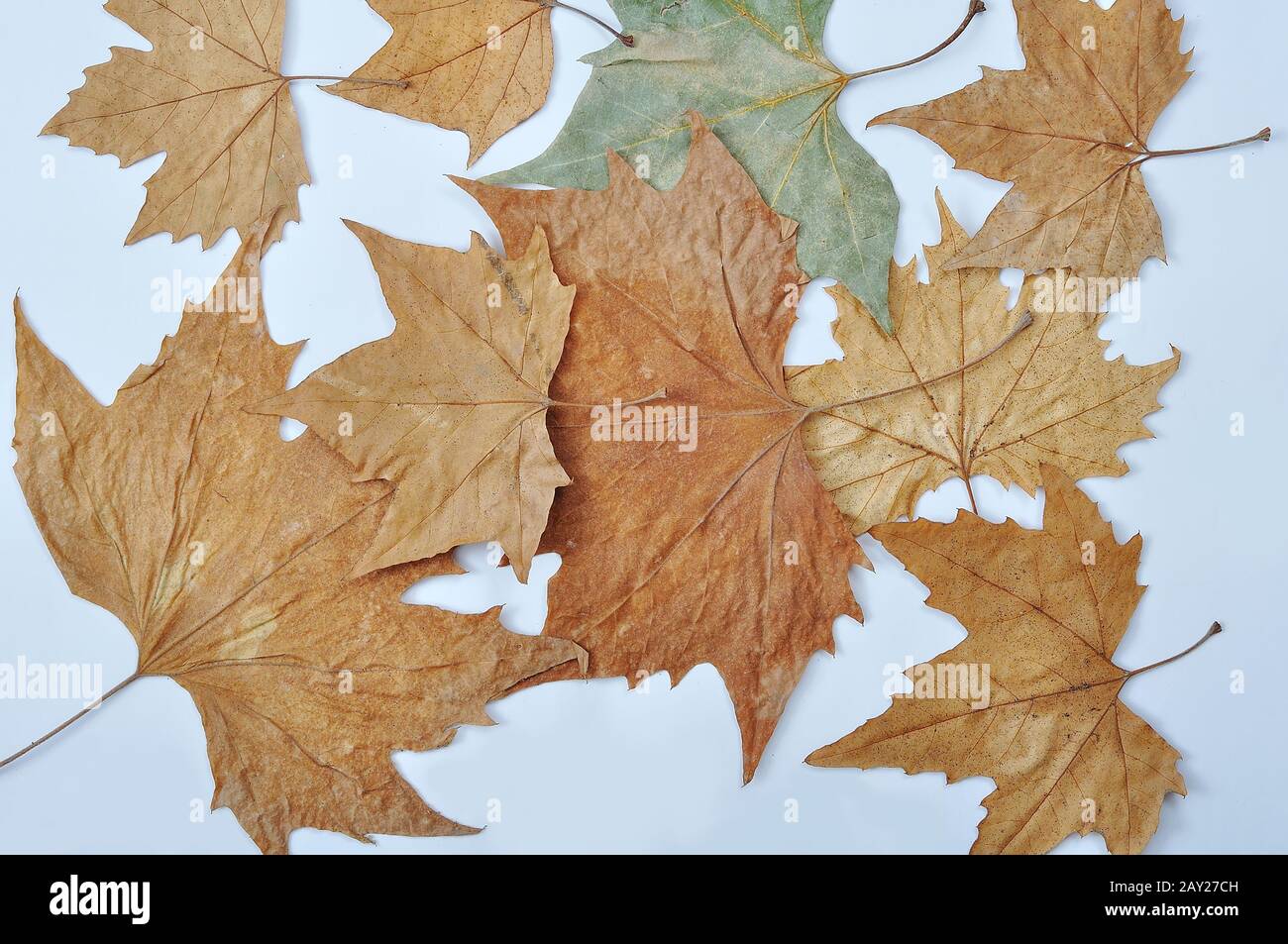 Green leaves different colors hi-res stock photography and images - Alamy