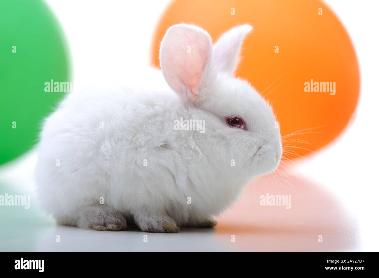 Rabbit peeping hi-res stock photography and images - Alamy