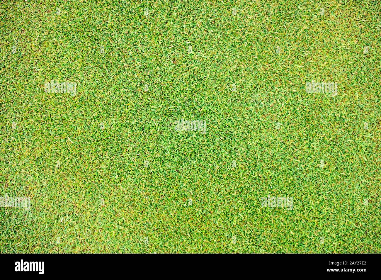 Grass background pattern Stock Photo - Alamy