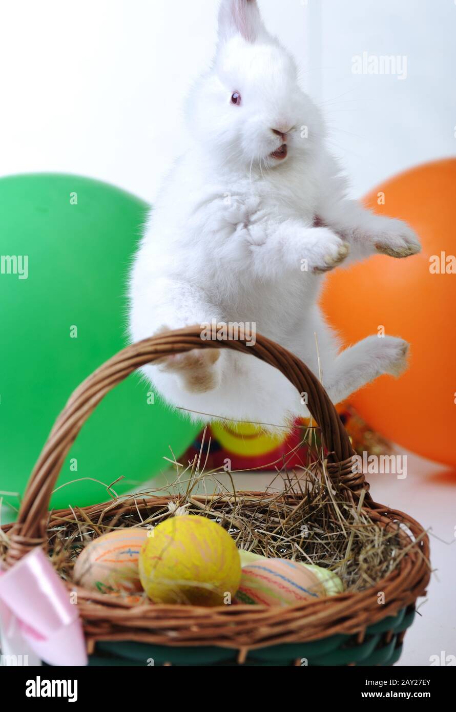 White beautiful rabbit Stock Photo - Alamy