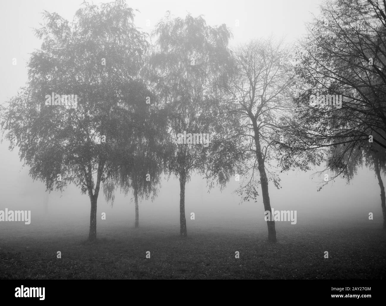 Trees in fog Stock Photo - Alamy