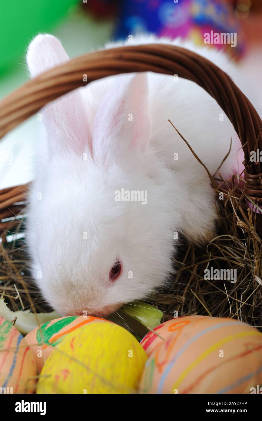 White beautiful rabbit Stock Photo - Alamy