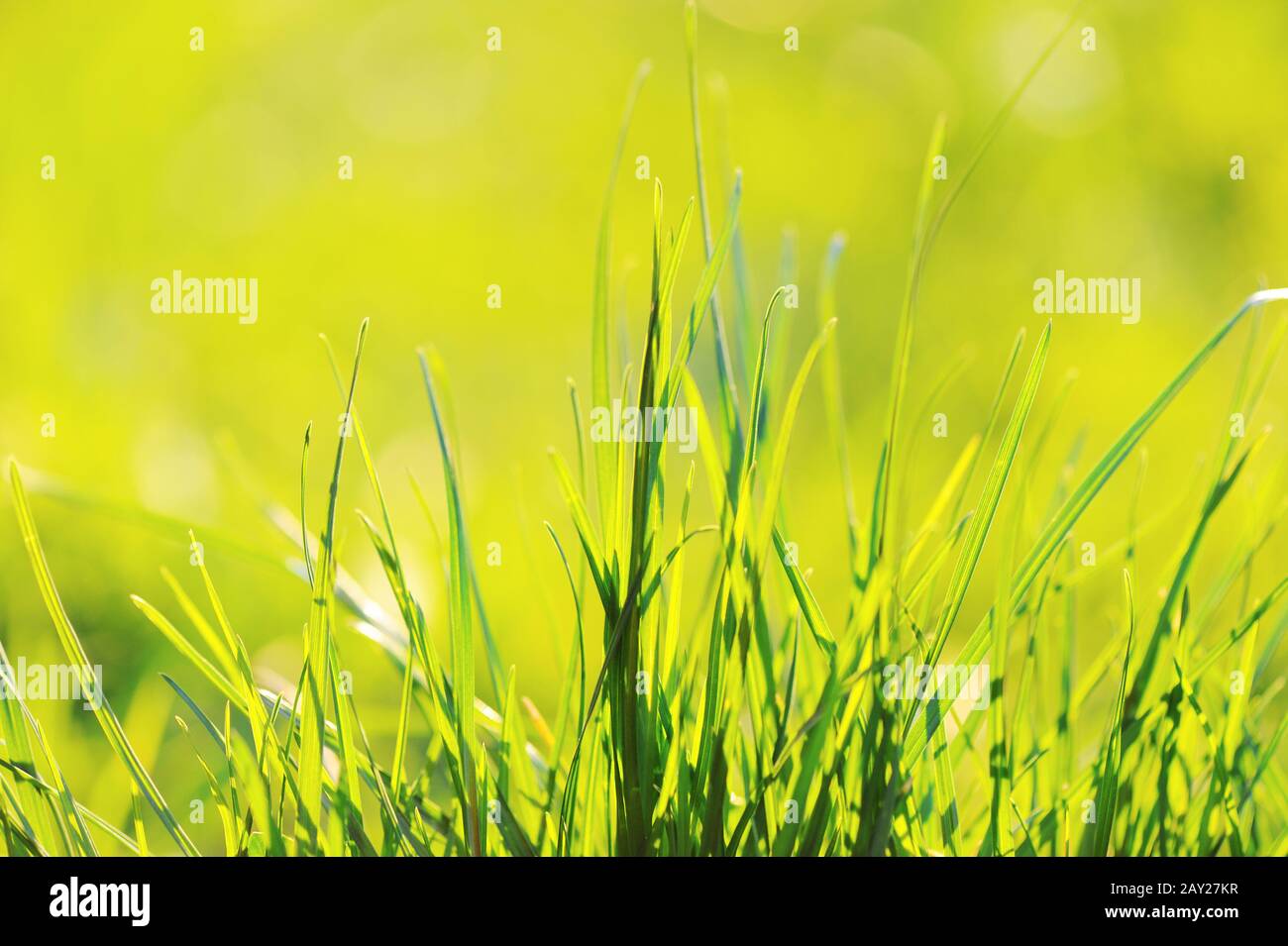 Green grass in the morning, early light on Stock Photo - Alamy