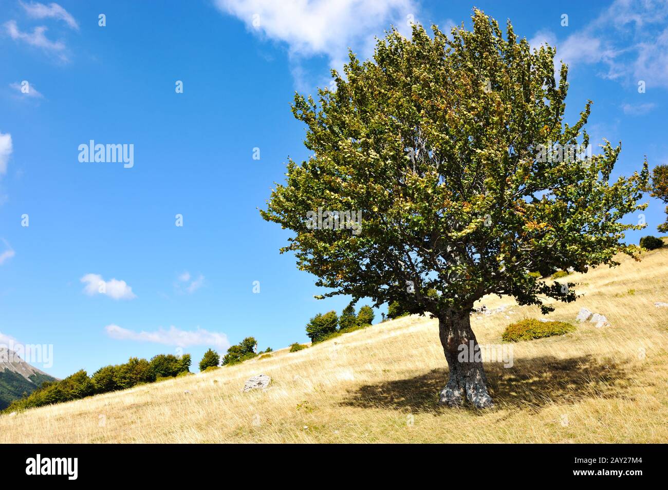 One tree and grass land Stock Photo - Alamy