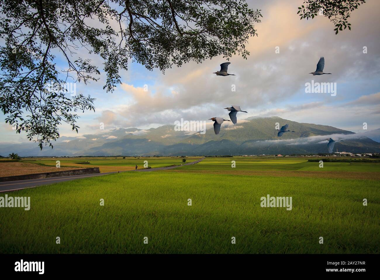 The Foggy morning in the mountains with flying birds over silhouettes ...