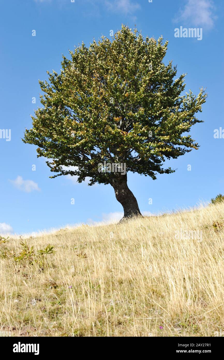 One tree and grass land Stock Photo - Alamy