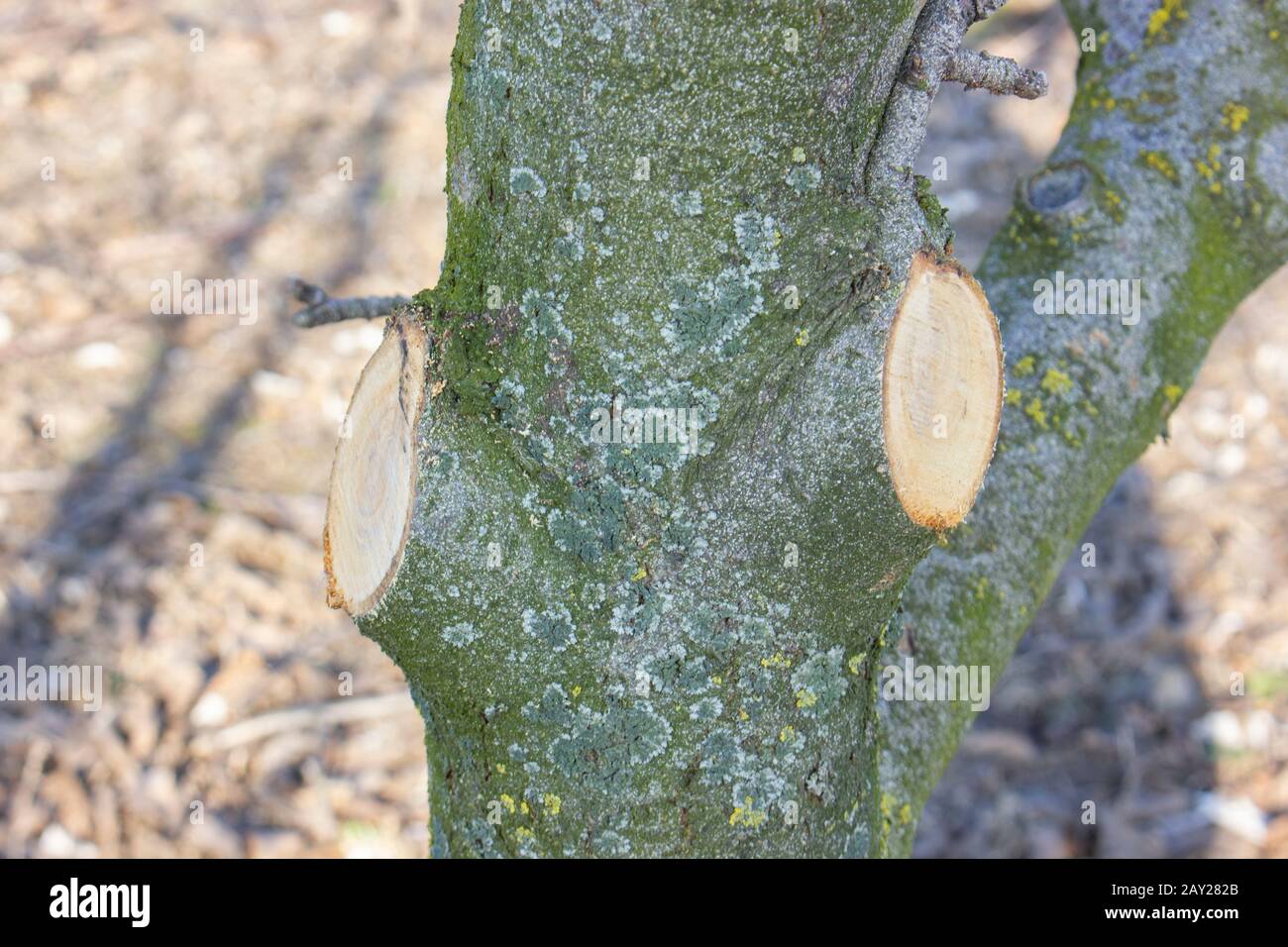 Pruned apple tree hi-res stock photography and images - Alamy