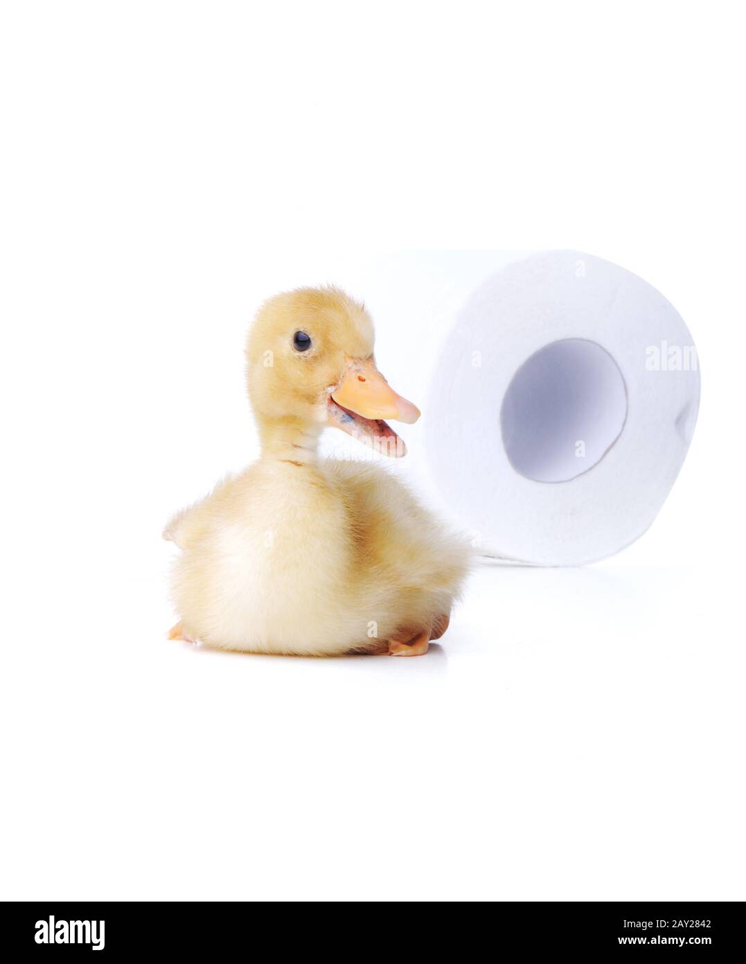 Toilet duck hi-res stock photography and images - Alamy