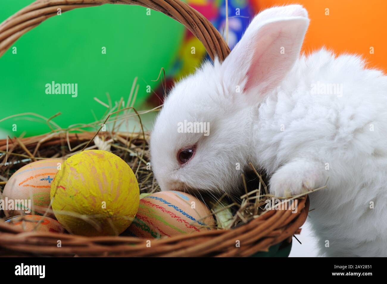 White beautiful rabbit Stock Photo - Alamy