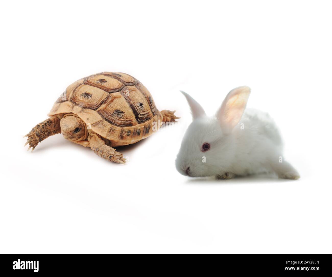 Rabbit and turtle race hi-res stock photography and images - Alamy