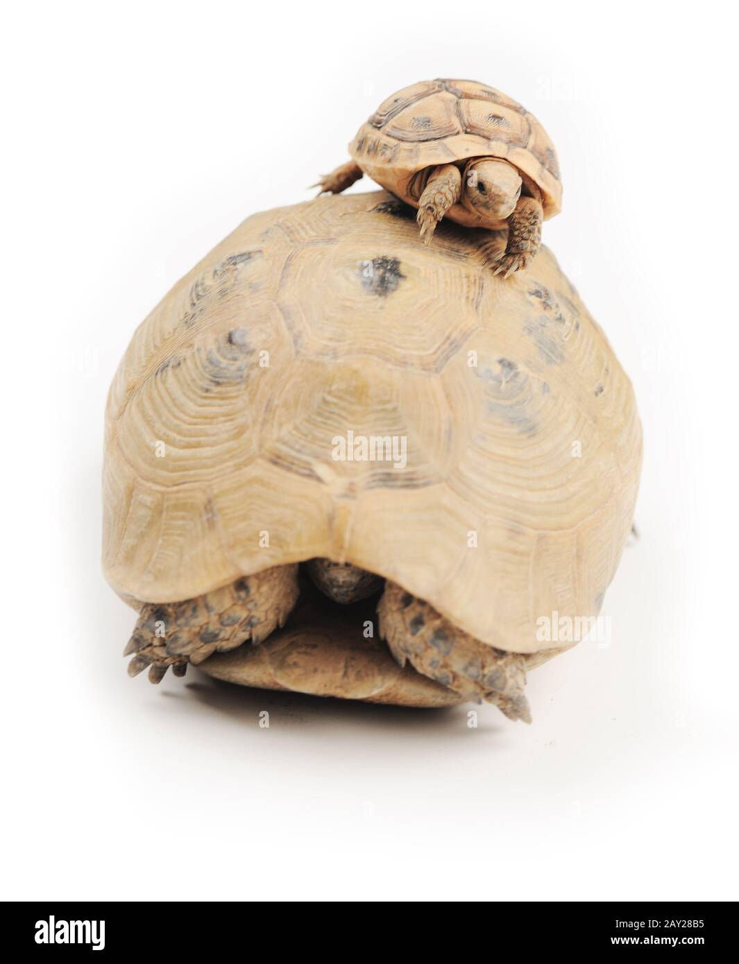 Turtle looking back hi-res stock photography and images - Alamy