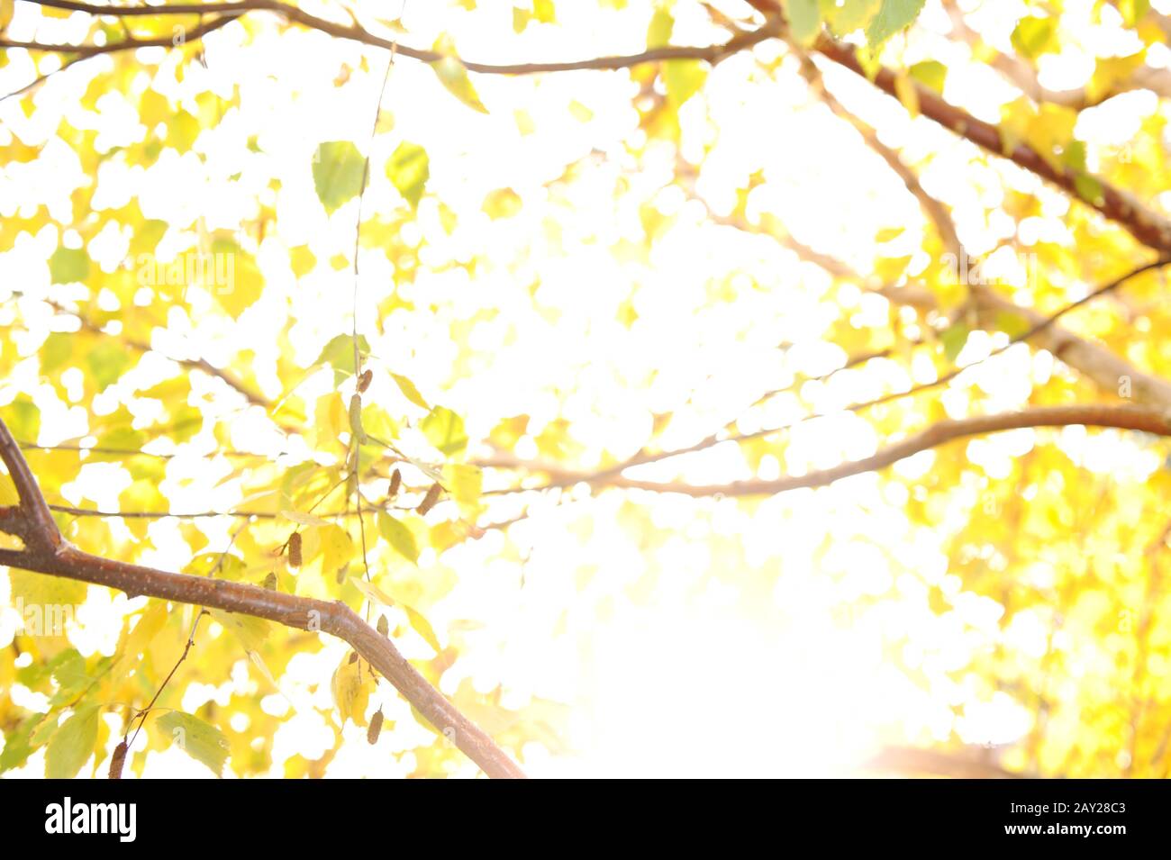 Yellow leaves trees hi-res stock photography and images - Alamy