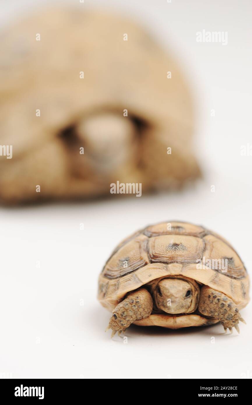 Turtle son and father Stock Photo - Alamy