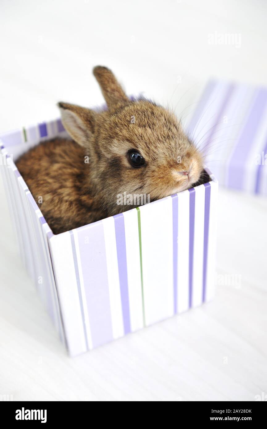 Rabbit cute baby as surprise in box Stock Photo - Alamy