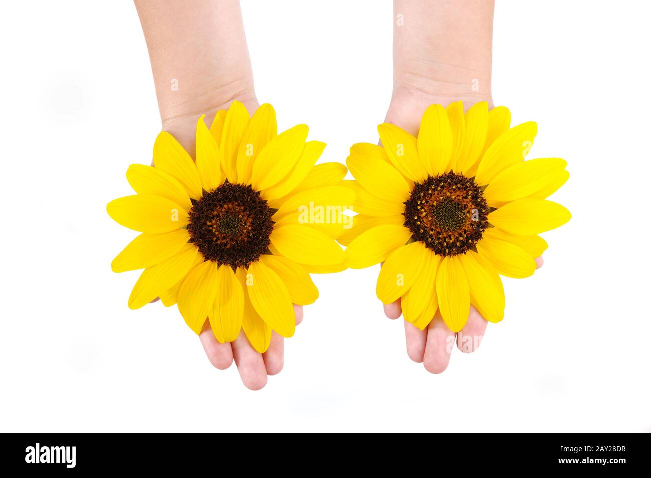 Sunflowers in hands Stock Photo - Alamy
