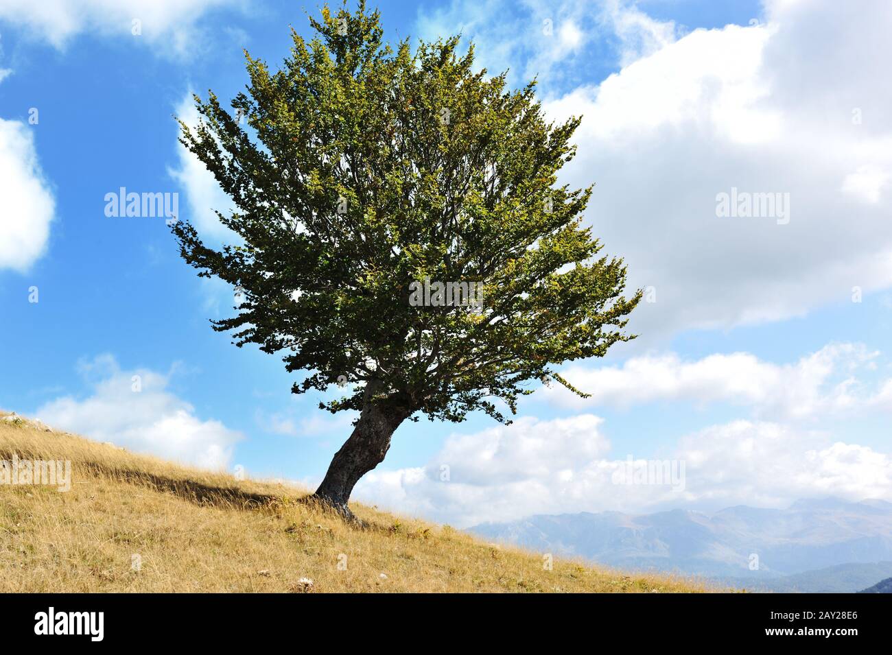 One tree and grass land Stock Photo - Alamy