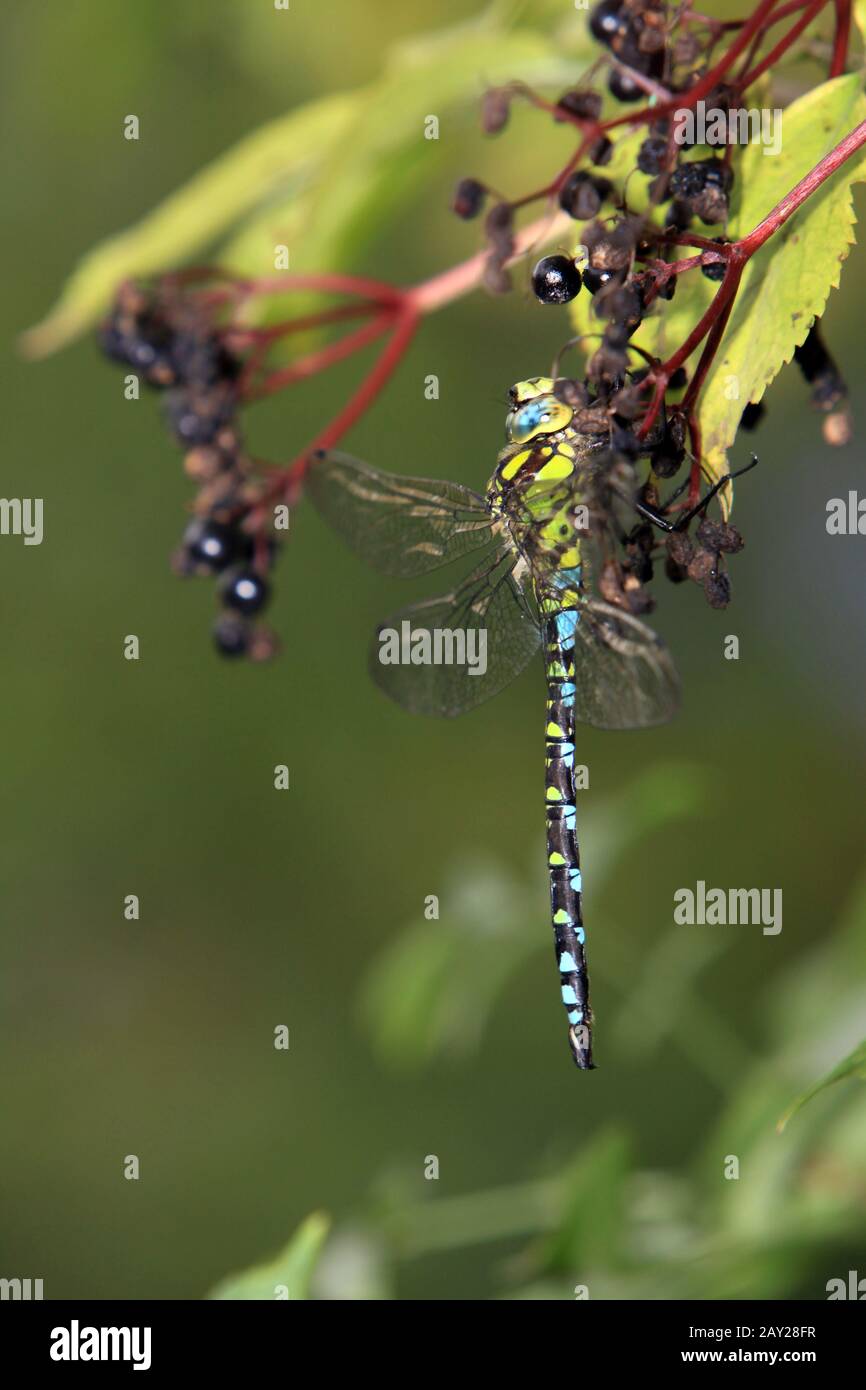 Large king dragonfly on an elderberry umbel Stock Photo - Alamy
