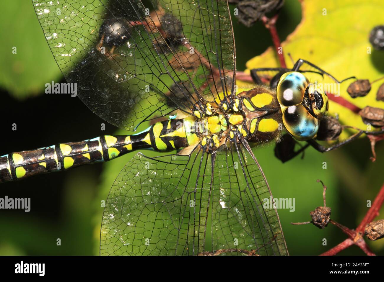Large king dragonfly on an elderberry umbel Stock Photo - Alamy