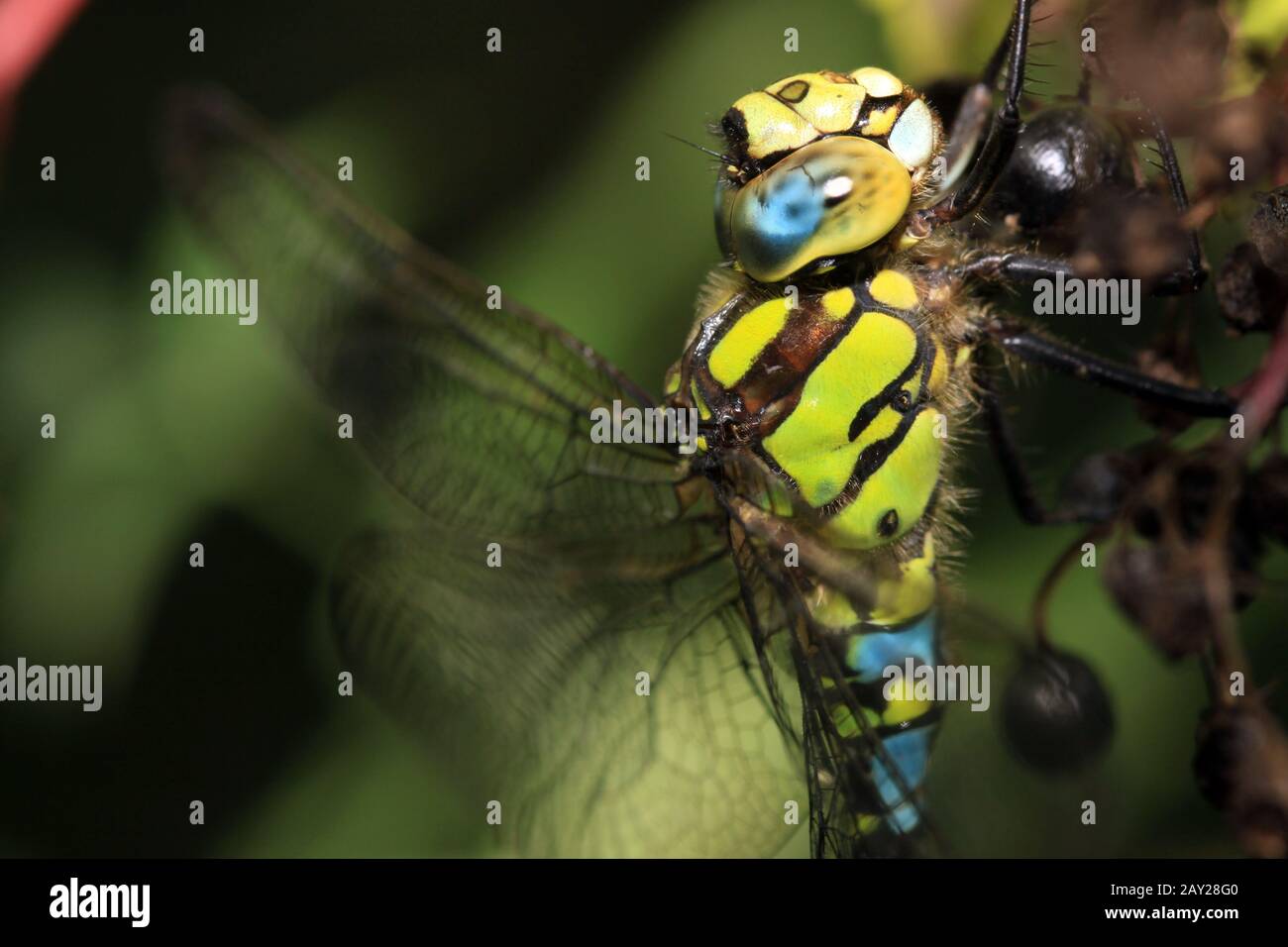 Large king dragonfly on an elderberry umbel Stock Photo - Alamy