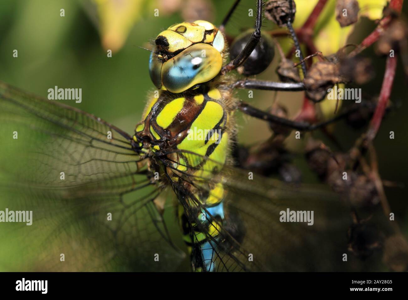 Large king dragonfly on an elderberry umbel Stock Photo - Alamy