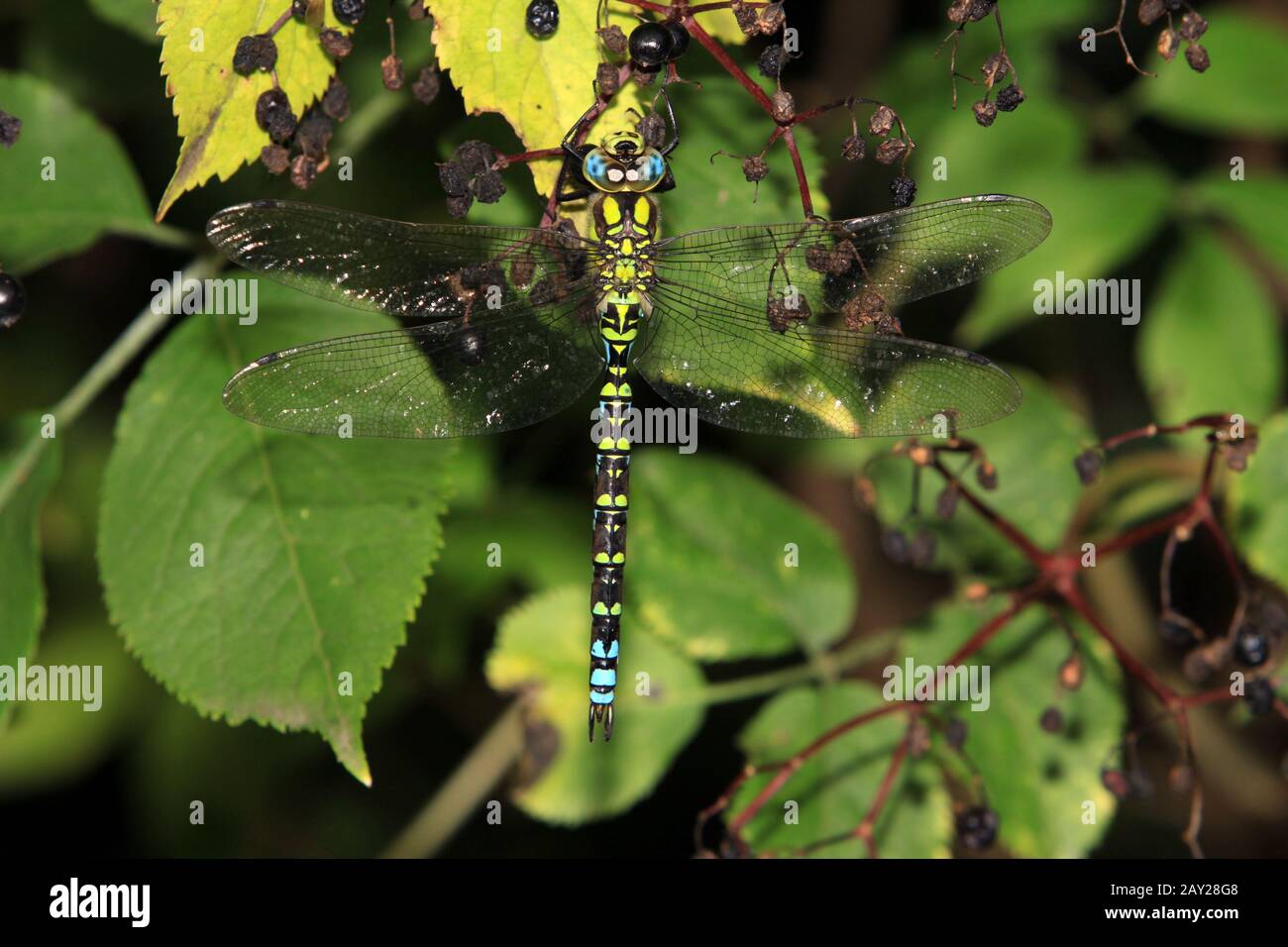 Large king dragonfly on an elderberry umbel Stock Photo - Alamy