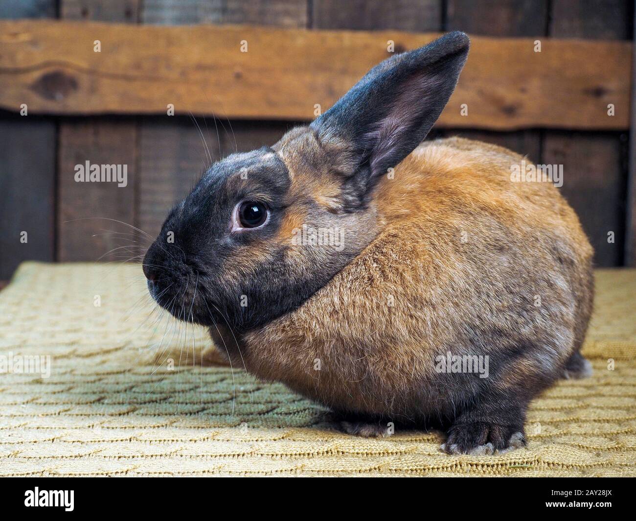 Portrait of a beautiful rabbit with an unusual color of fur Stock Photo ...