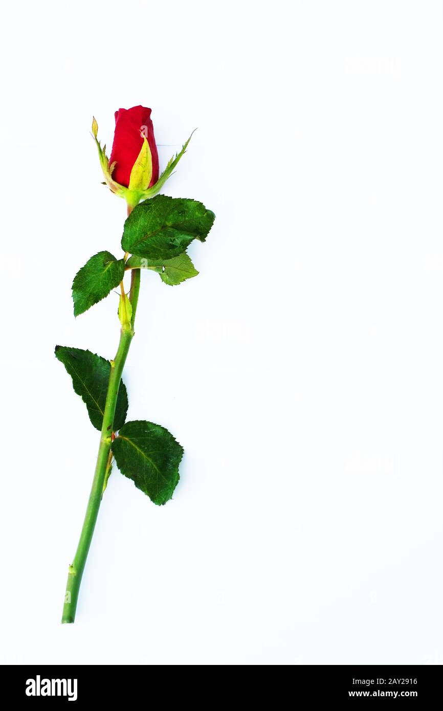 Single red rose on white background Stock Photo - Alamy