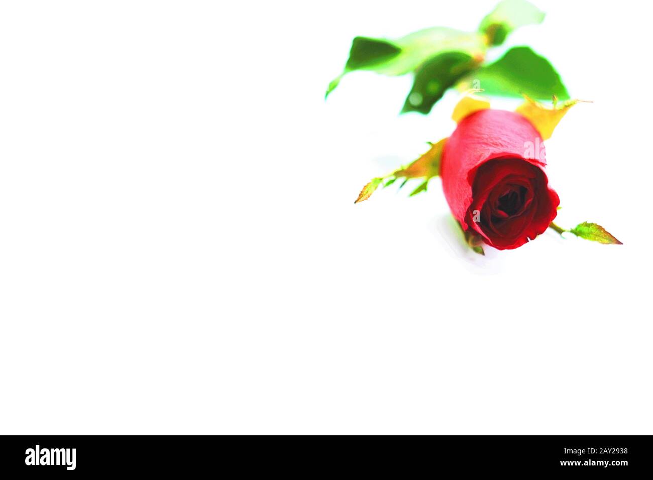 Single red rose in corner on white background Stock Photo - Alamy