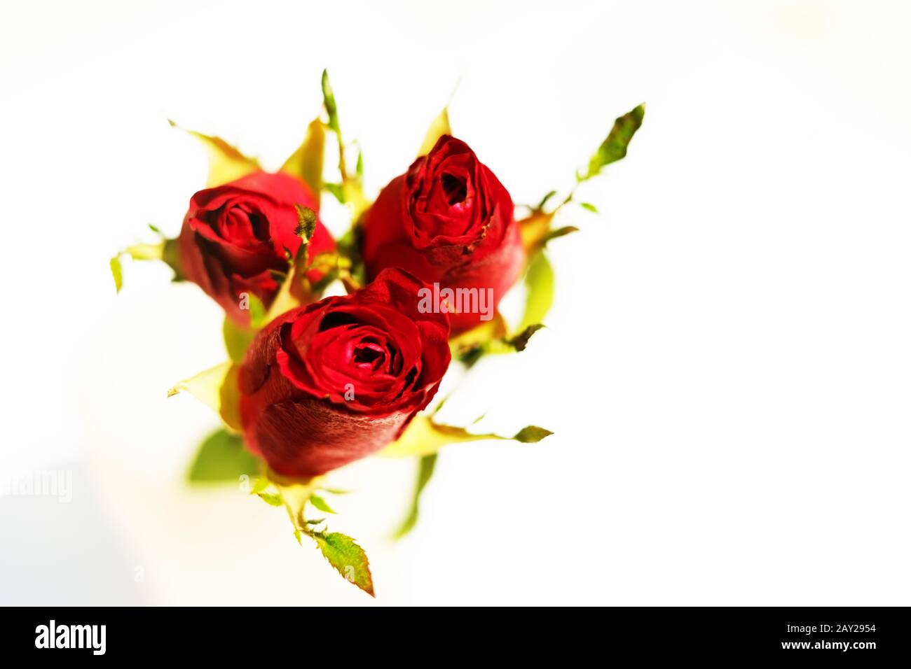Three roses on white background Stock Photo - Alamy